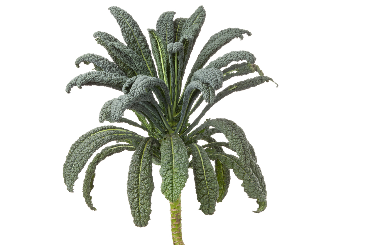 Palmkohl: ideal für Wintergerichte und Salate | Industrieverband Agrar