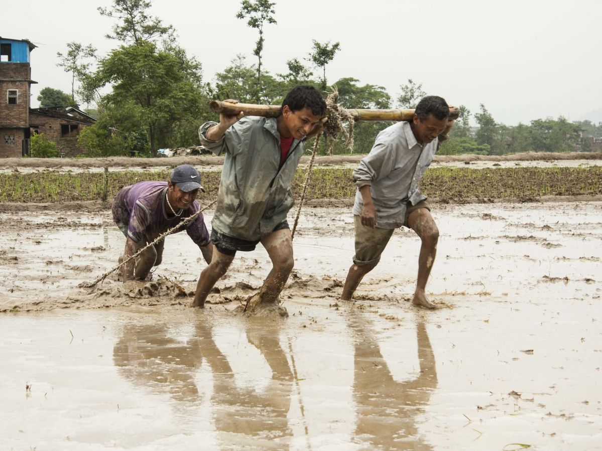 Einmal pflanzen, vier Jahre ernten | Industrieverband Agrar