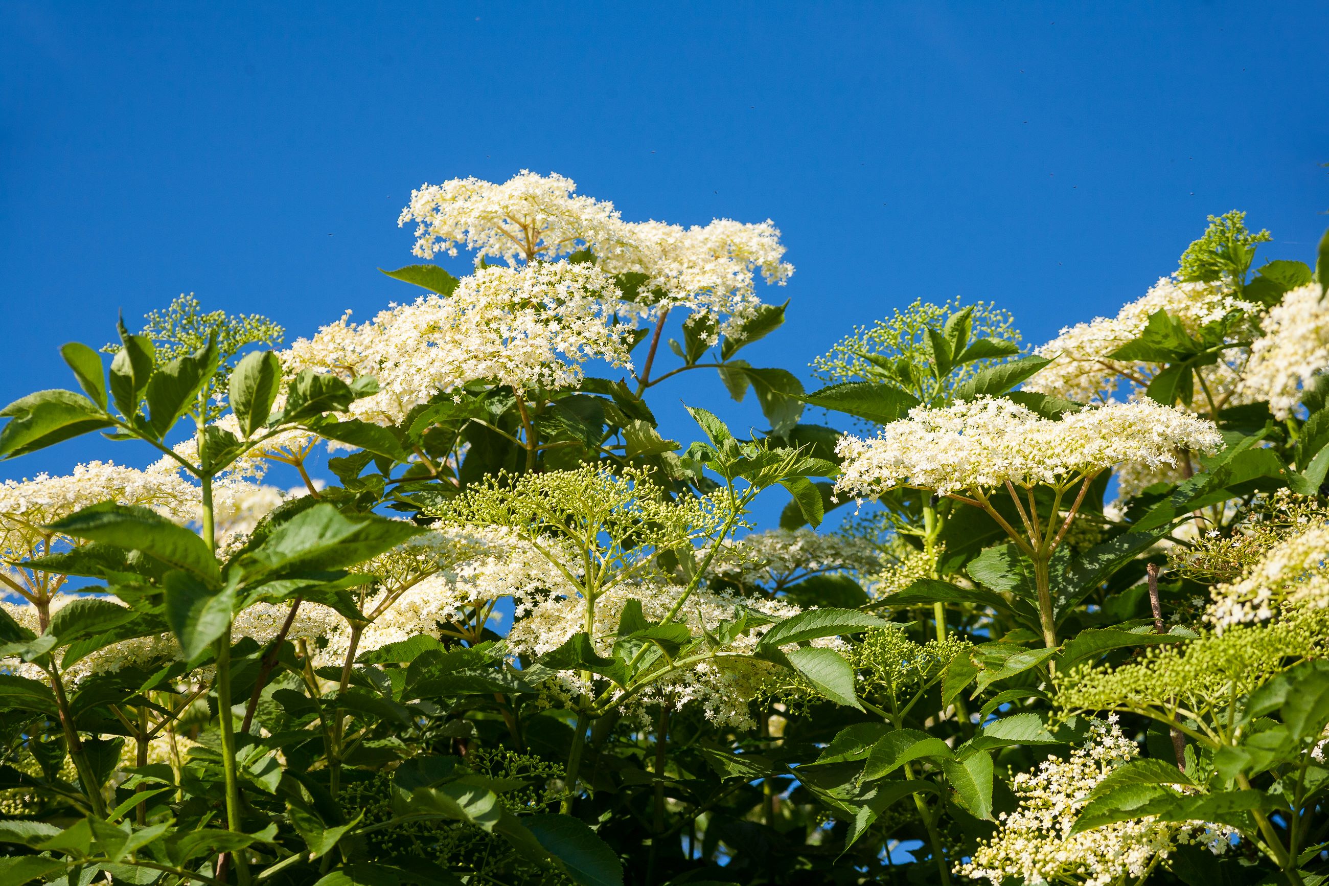 Der Schwarze Holunder ist „Heilpflanze des Jahres 2024 ...