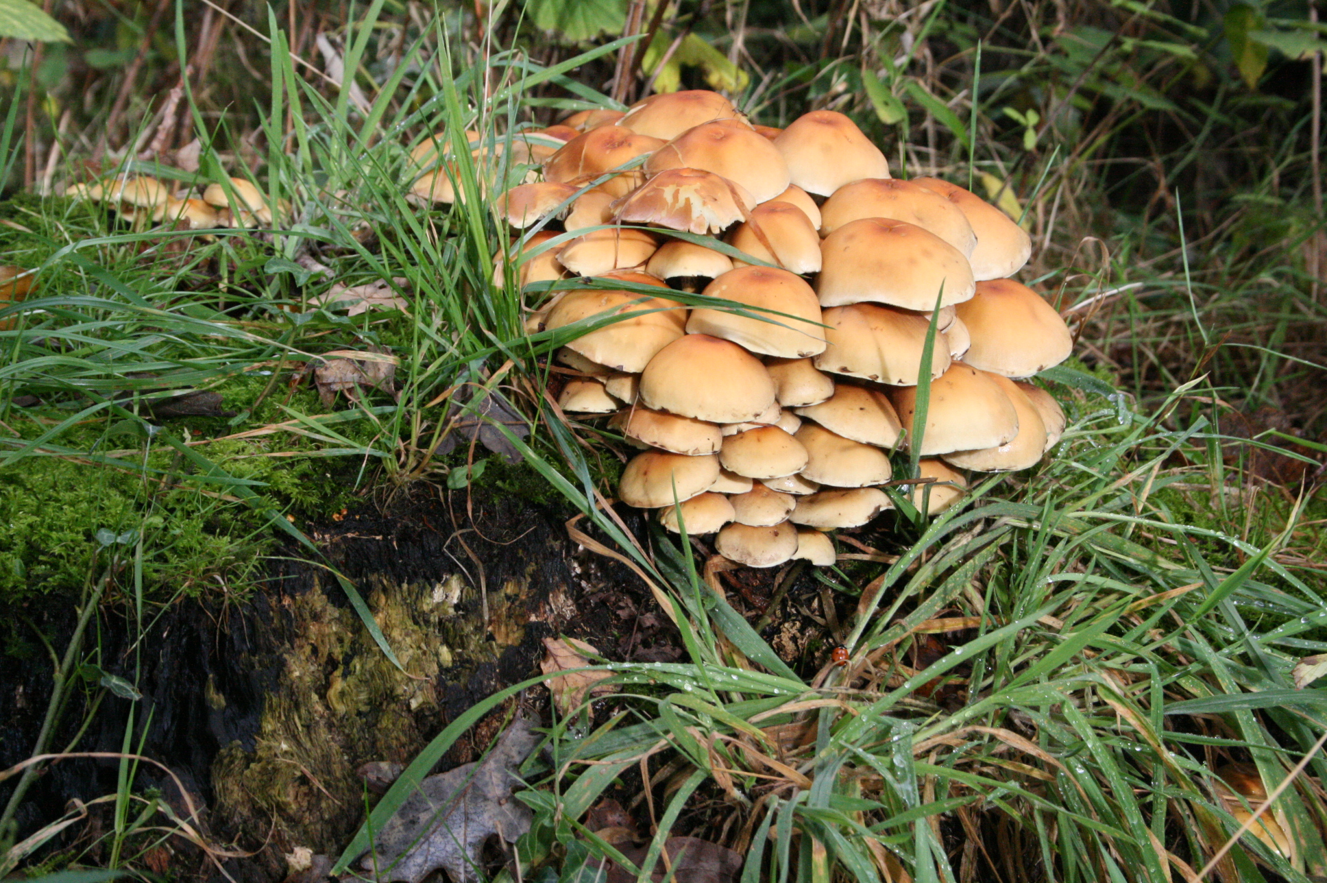 Hallimasch: Was tun? | Industrieverband Agrar