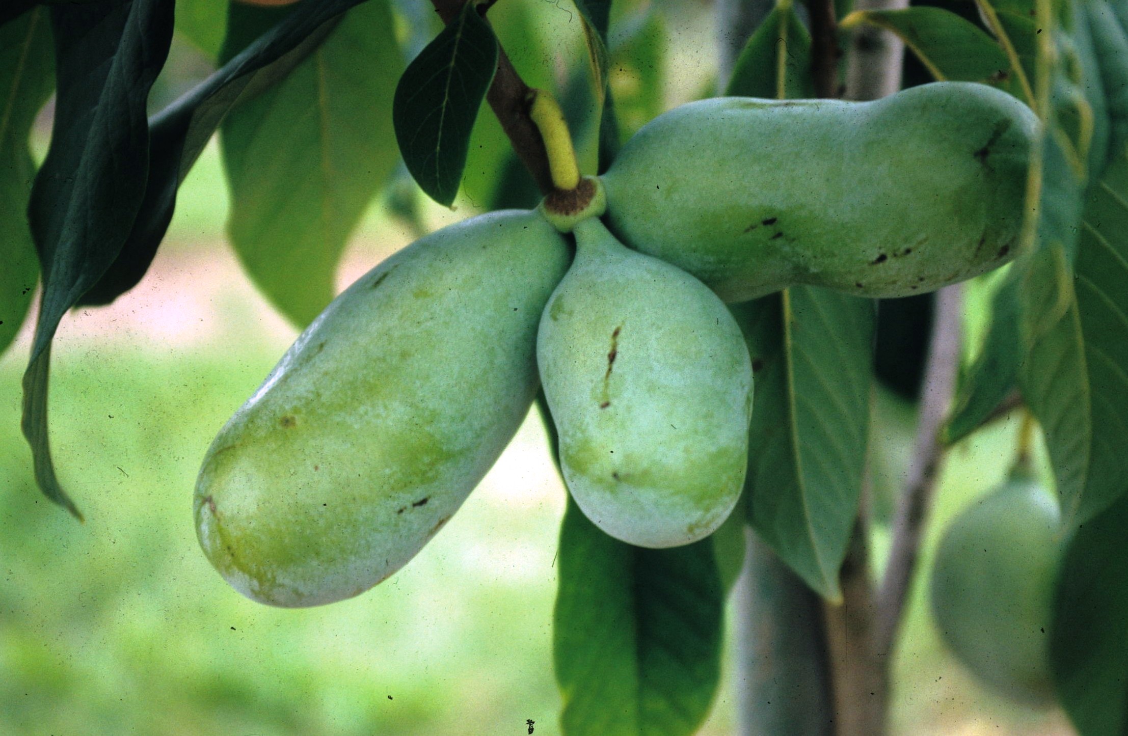 Pawpaw oder Papau - exotische Frucht mit Potenzial | Industrieverband Agrar