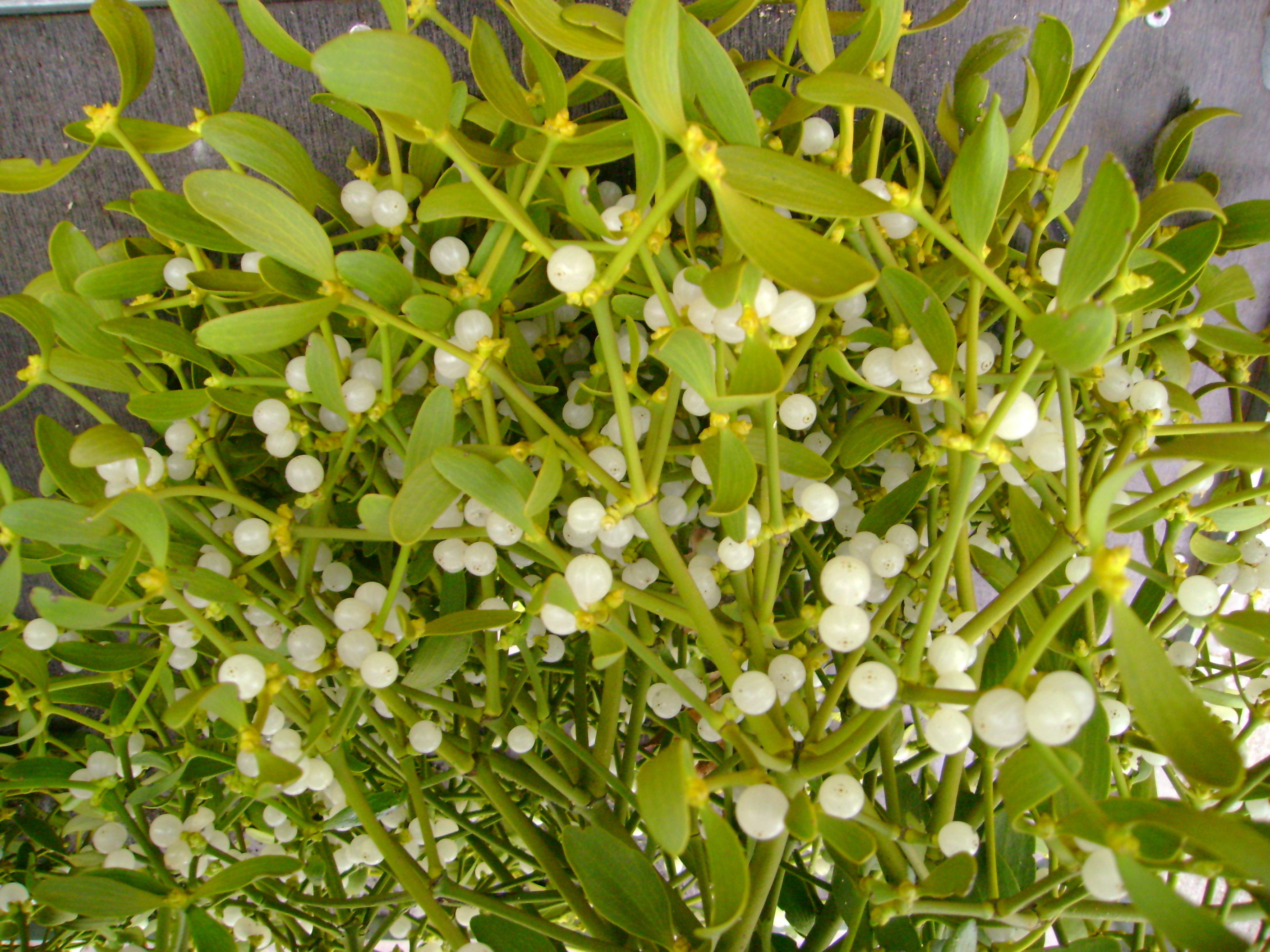 Die Mistel – göttlich und geheimnisvoll | Industrieverband Agrar