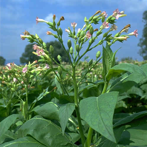 Wo der Tabak wächst … | Industrieverband Agrar