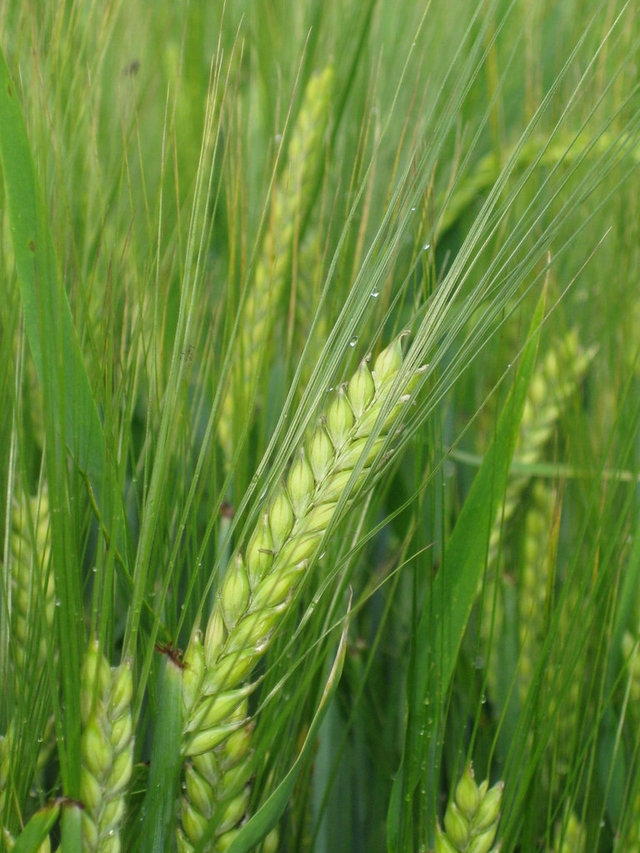 Braugerste: Die Seele des Bieres | Industrieverband Agrar