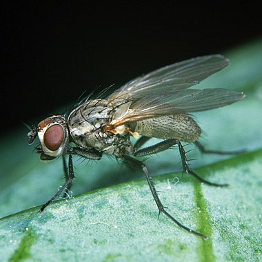 Eine Kohlfliege geht fremd | Industrieverband Agrar