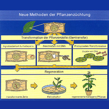 Grüne Gentechnik VI – Wie werden Gene übertragen? | Industrieverband Agrar