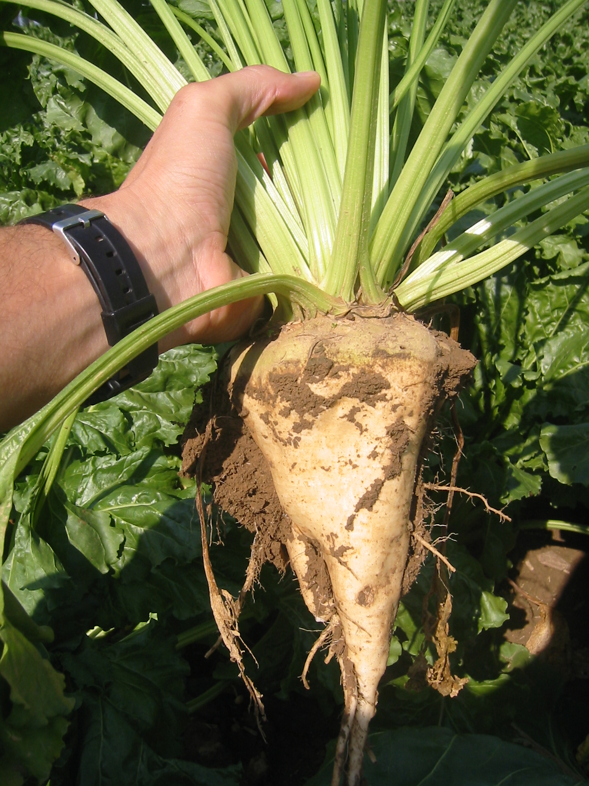 Powerpflanze Zuckerrübe | Industrieverband Agrar