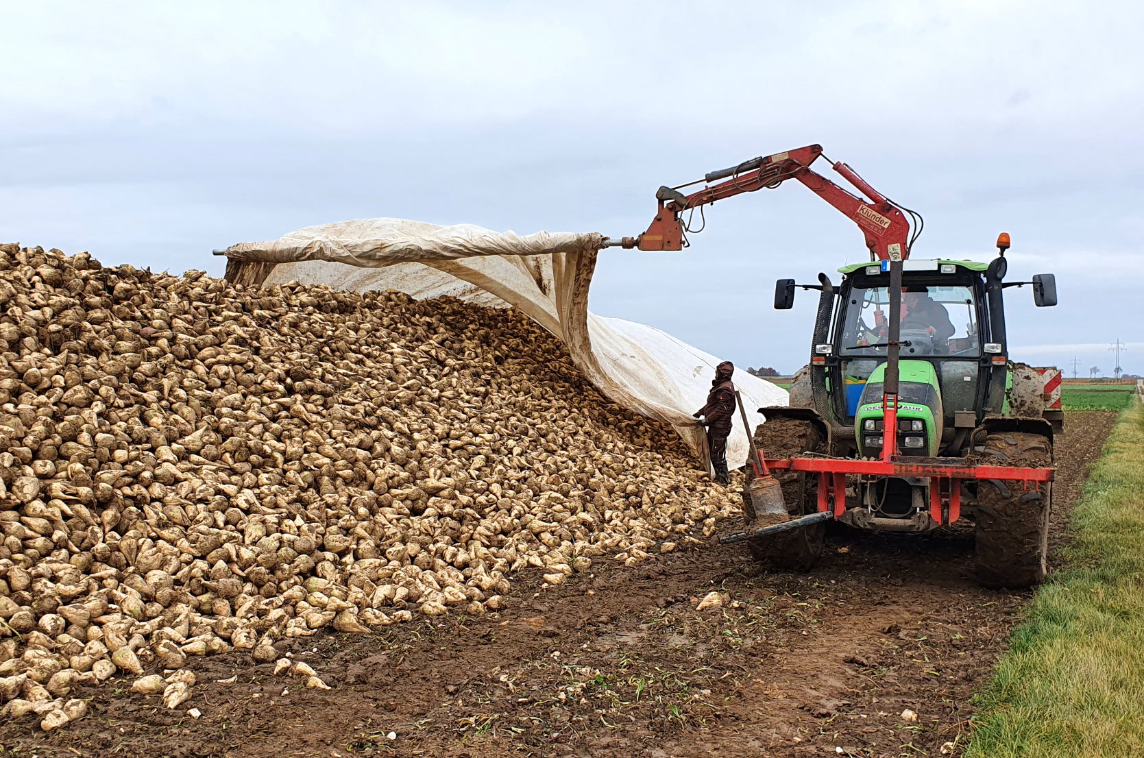 Warum Zuckerrüben im Winter am Feldrand liegen | Industrieverband Agrar