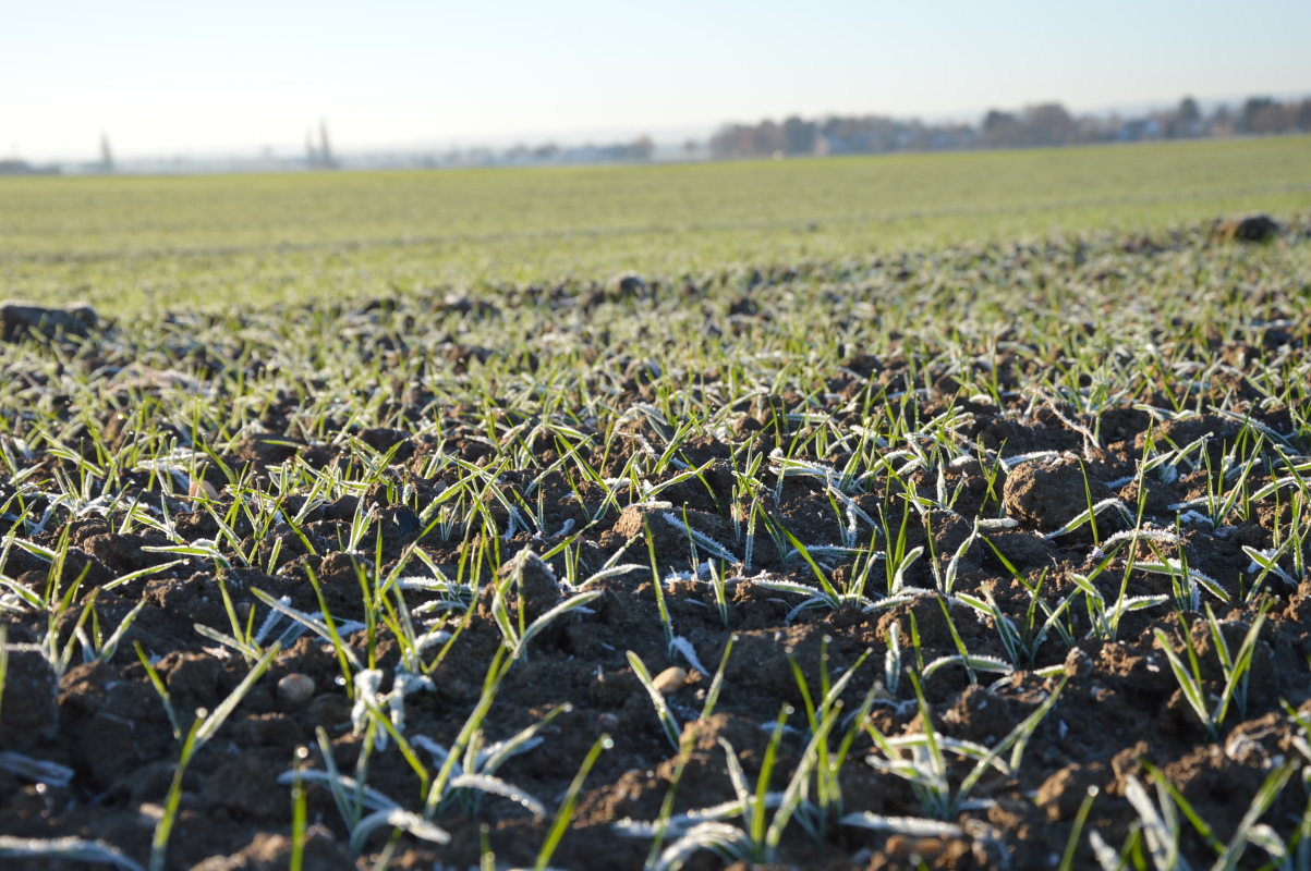 Winter- und Sommerweizen: Was ist der Unterschied? | Industrieverband Agrar