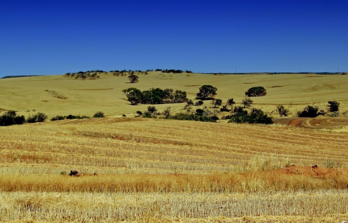 Digitalisierung in der Landwirtschaft sinnvoll nutzen | Industrieverband Agrar