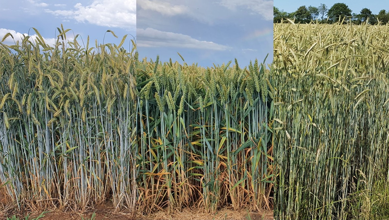 Triticale: halb Weizen, halb Roggen | Industrieverband Agrar