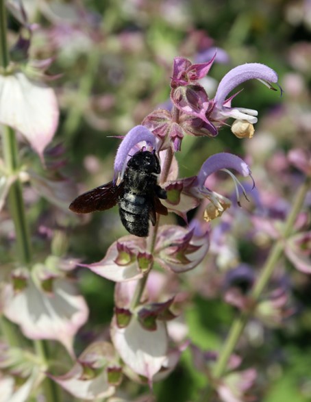 Jeder Garten zählt | Industrieverband Agrar