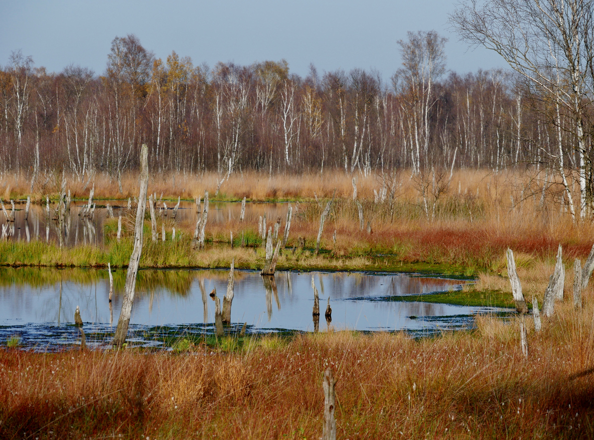 Baum des Jahres 2023: Die Moor-Birke | Industrieverband Agrar