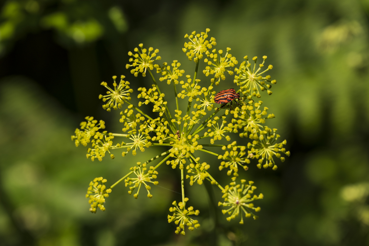 Doldenblütler als Zierpflanzen | Industrieverband Agrar