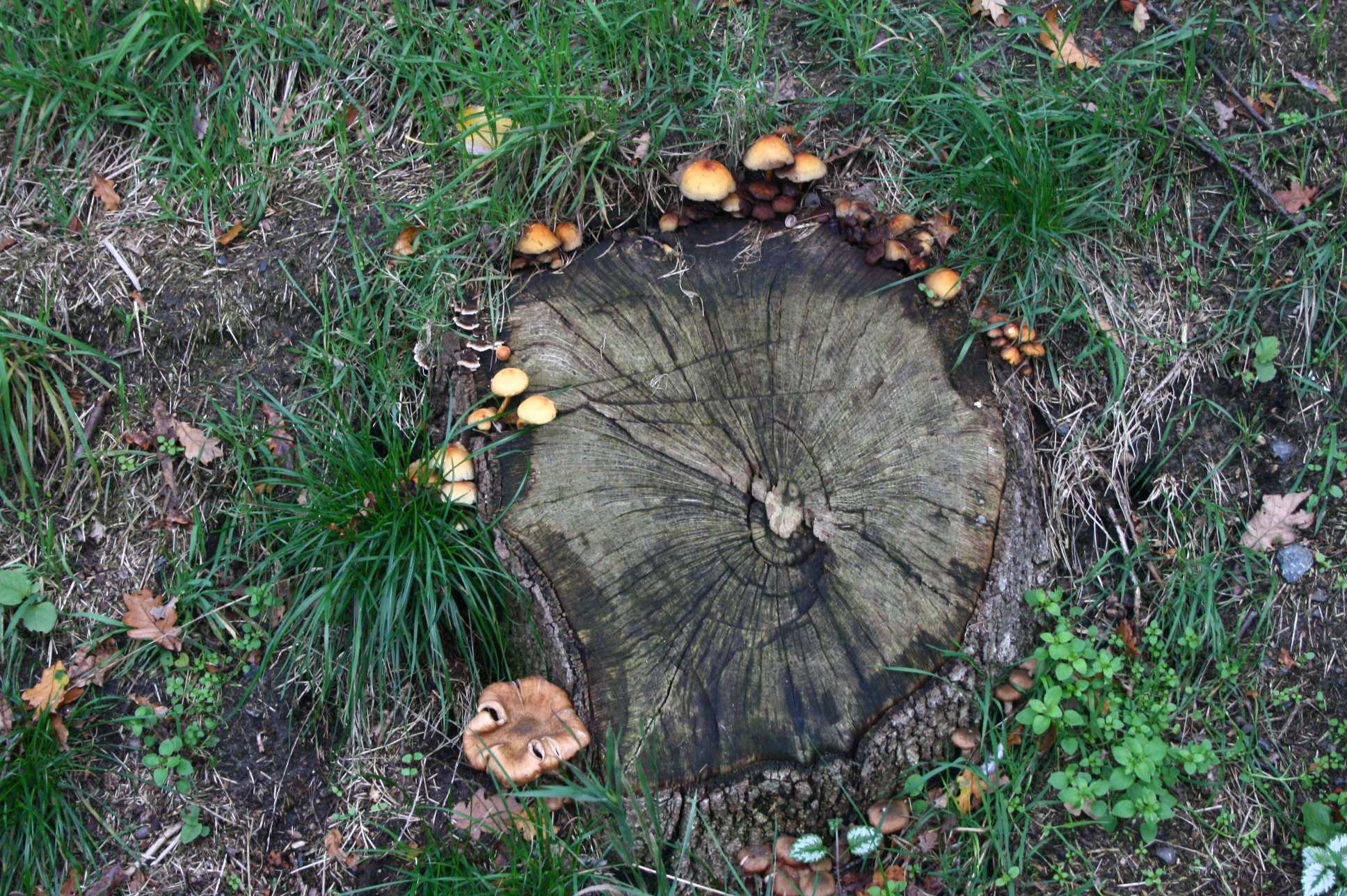 Hallimasch: Was tun? | Industrieverband Agrar