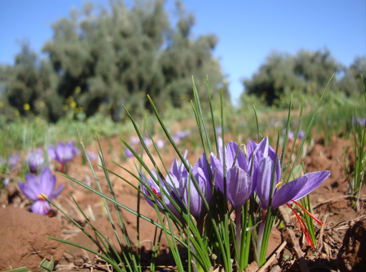 Safran – ein Gewürz aus Tausend und einer Nacht | Industrieverband Agrar