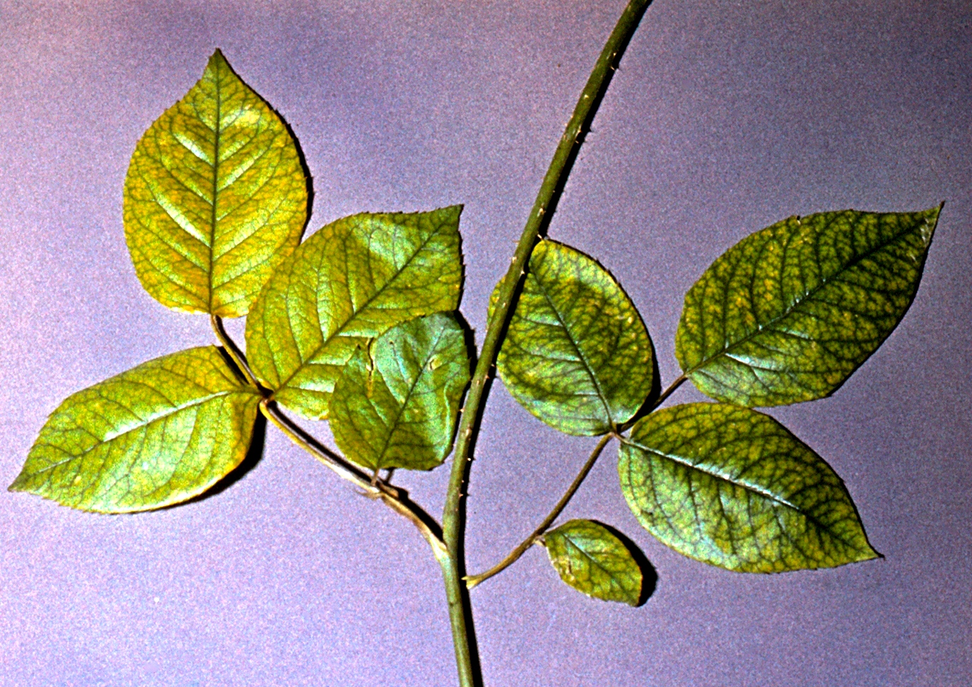 Wenn Pflanzen Gelbsucht bekommen ......... | Industrieverband Agrar