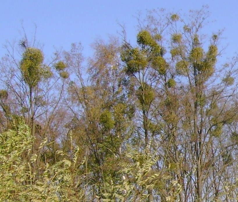 Die Mistel – göttlich und geheimnisvoll | Industrieverband Agrar