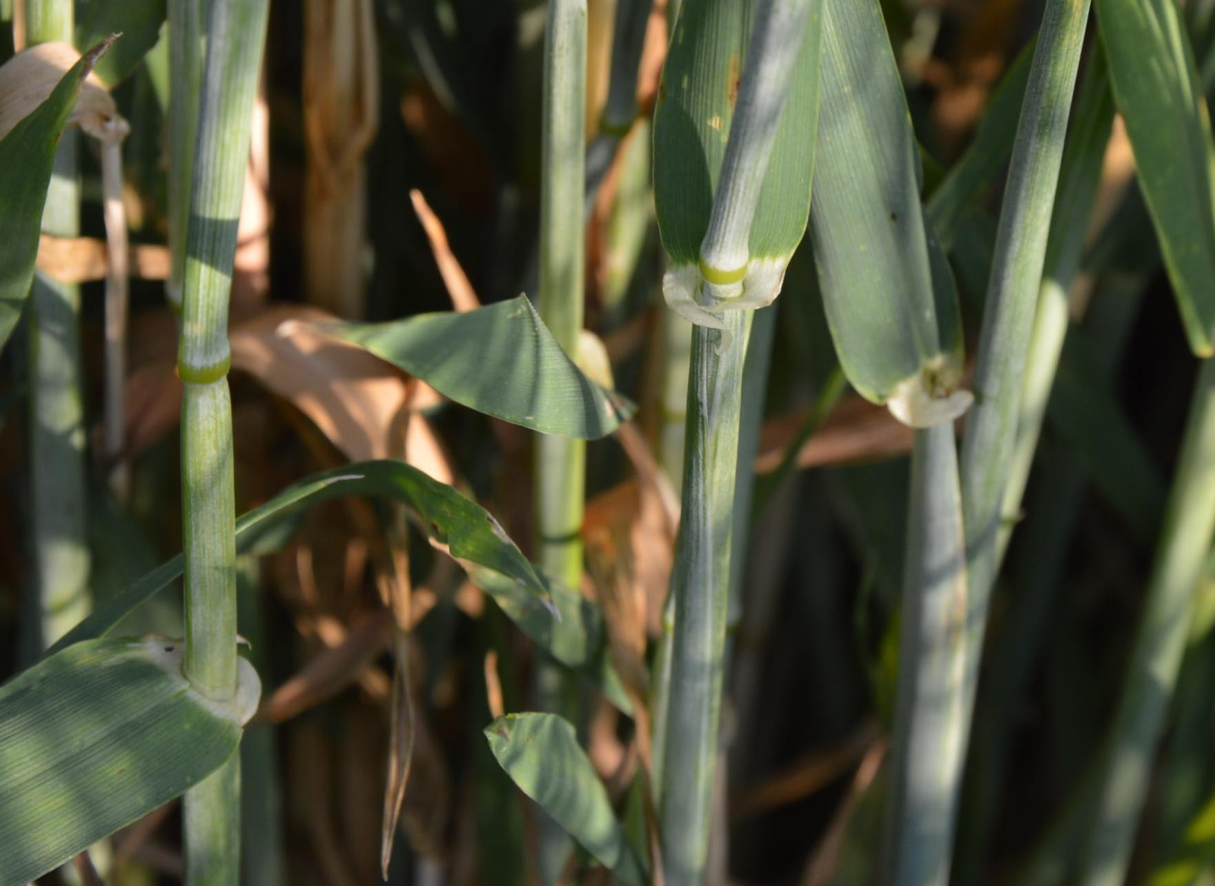 Reife Gerste läutet Getreideernte ein | Industrieverband Agrar