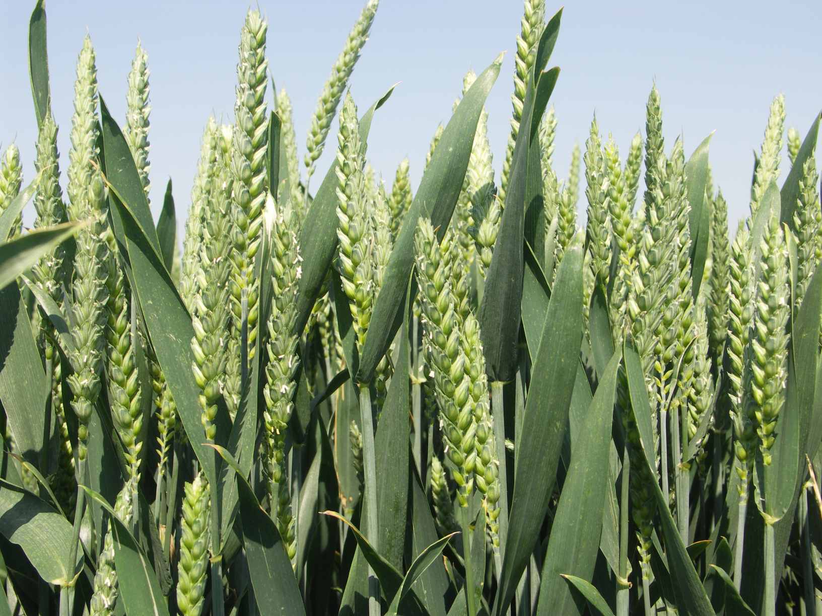 Weizen: Nummer eins in Deutschland, weltweit Rang drei ...