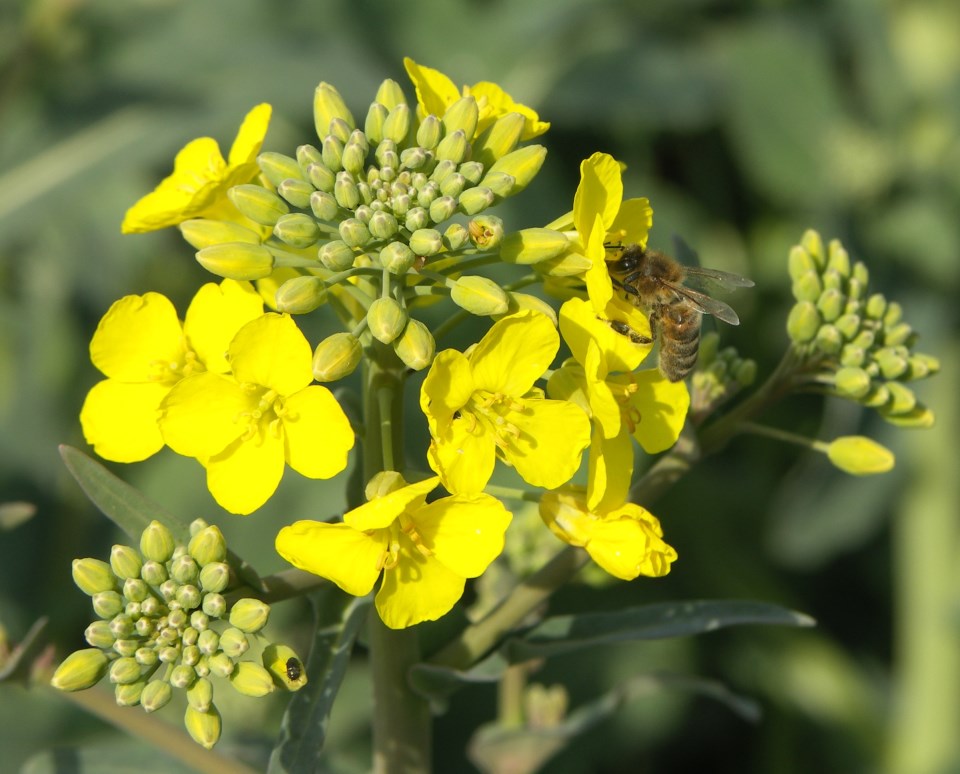 Vielseitig verwendbar: Raps als Rohstoff für Deutschlands beliebtestes ...