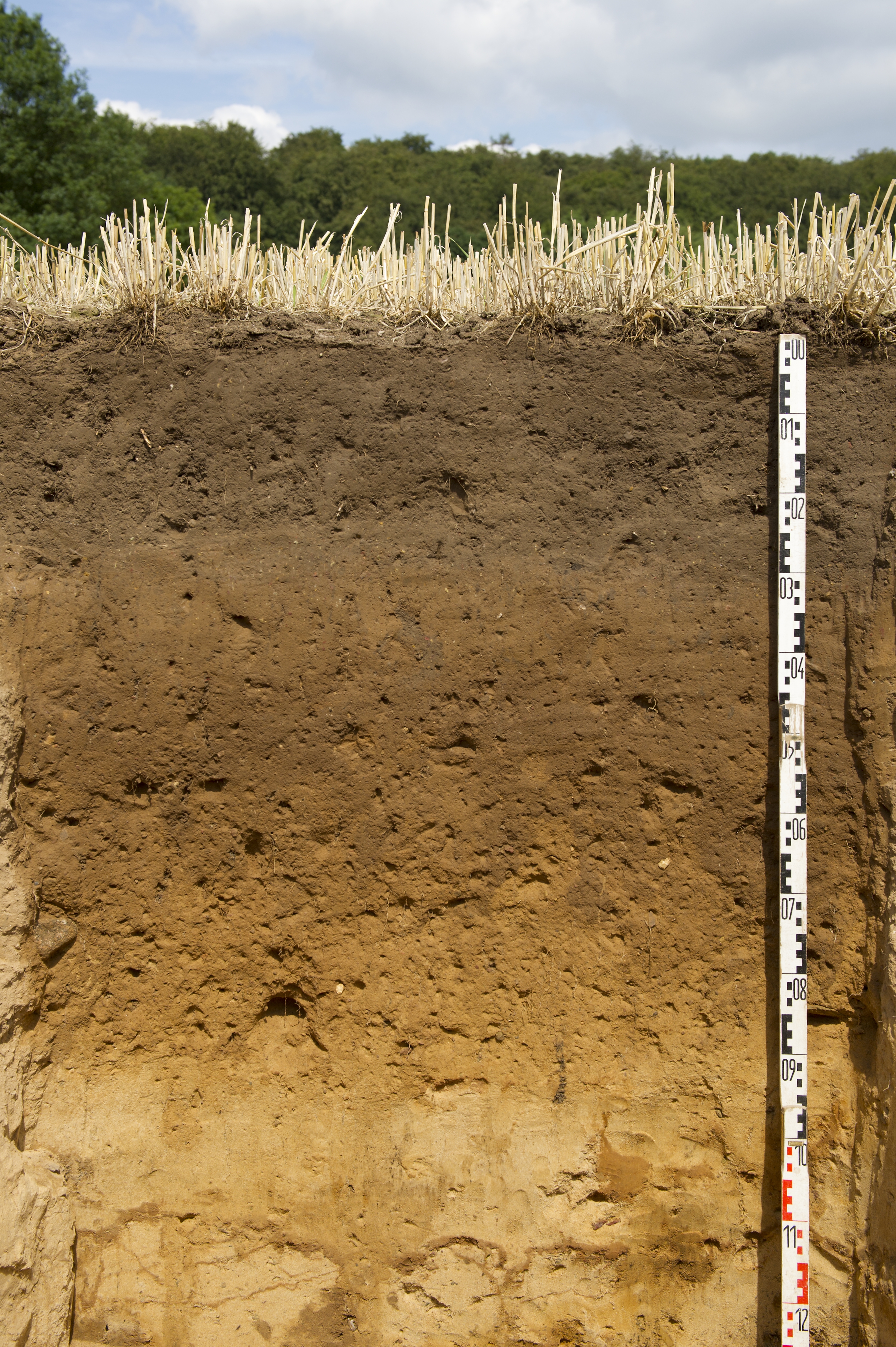 Boden des Jahres 2013: Der Plaggenesch | Industrieverband Agrar