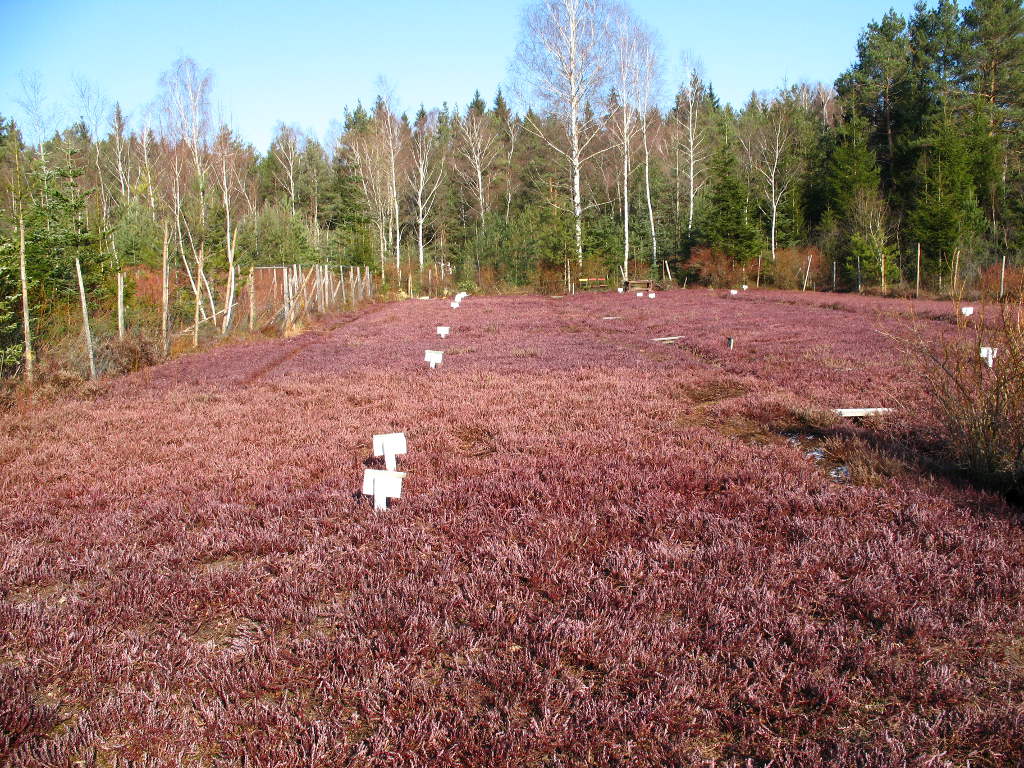 Wissenswertes über Cranberries | Industrieverband Agrar