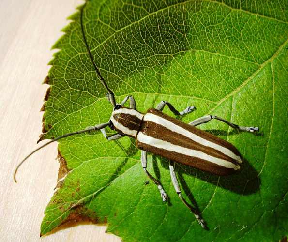 Rundköpfiger Apfelbaumbohrer neu in Europa | Industrieverband Agrar