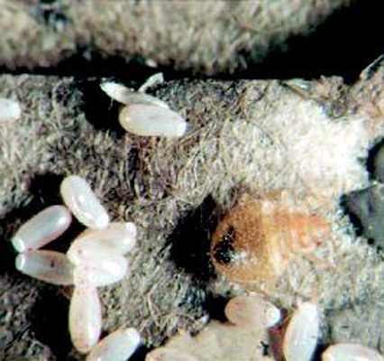 Globalisierungsgewinnerin: Die Bettwanze | Industrieverband Agrar