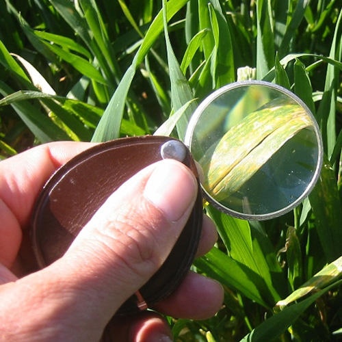 Gesunder Weizen – pralle Ähren | Industrieverband Agrar