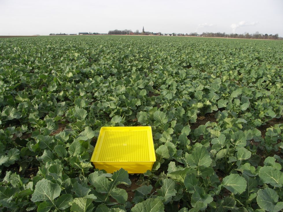 Vielseitig verwendbar: Raps als Rohstoff für Deutschlands beliebtestes ...