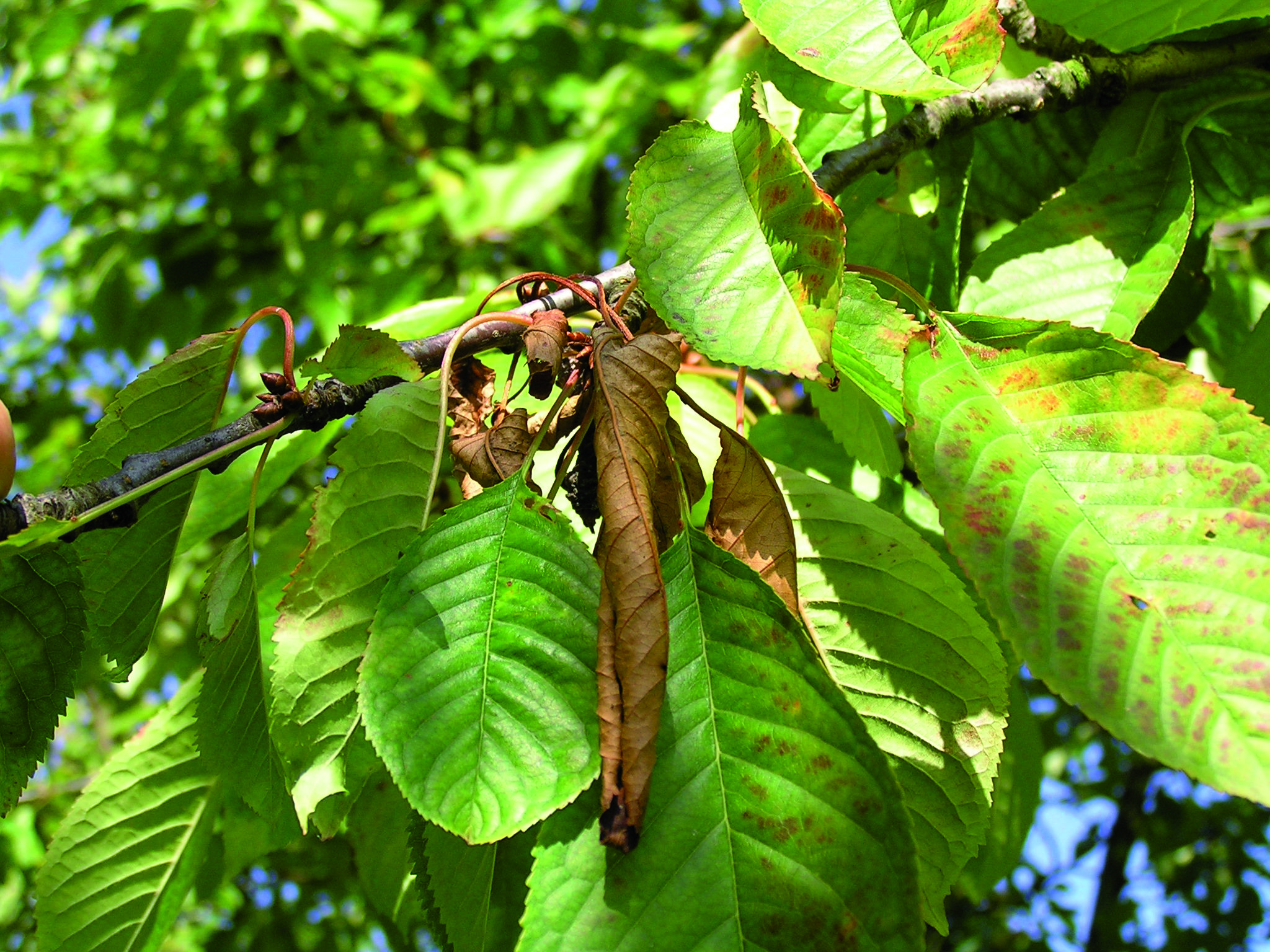 Gnomonia-Befall – Gefahrenstufe eins für die Süßkirschen ...