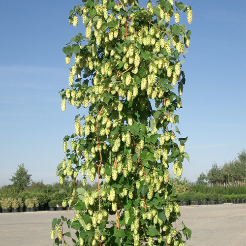 Hopfen - das grüne Gold der Hallertau | Industrieverband Agrar