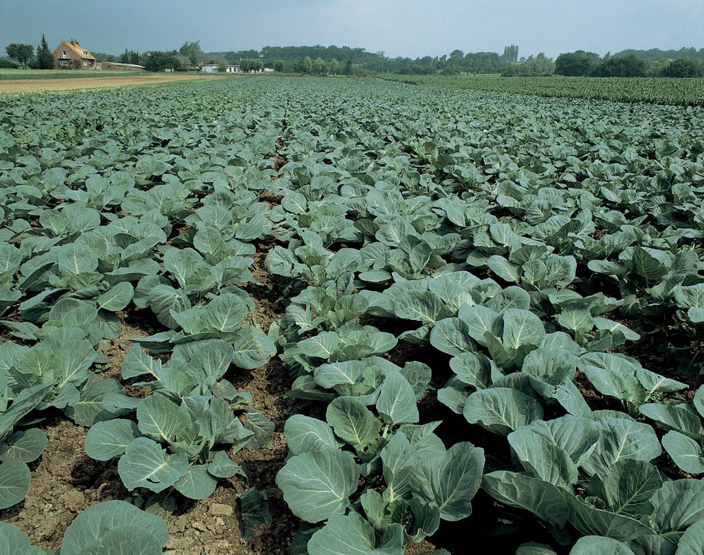 Gefahr aus dem Boden – Kohlhernie | Industrieverband Agrar