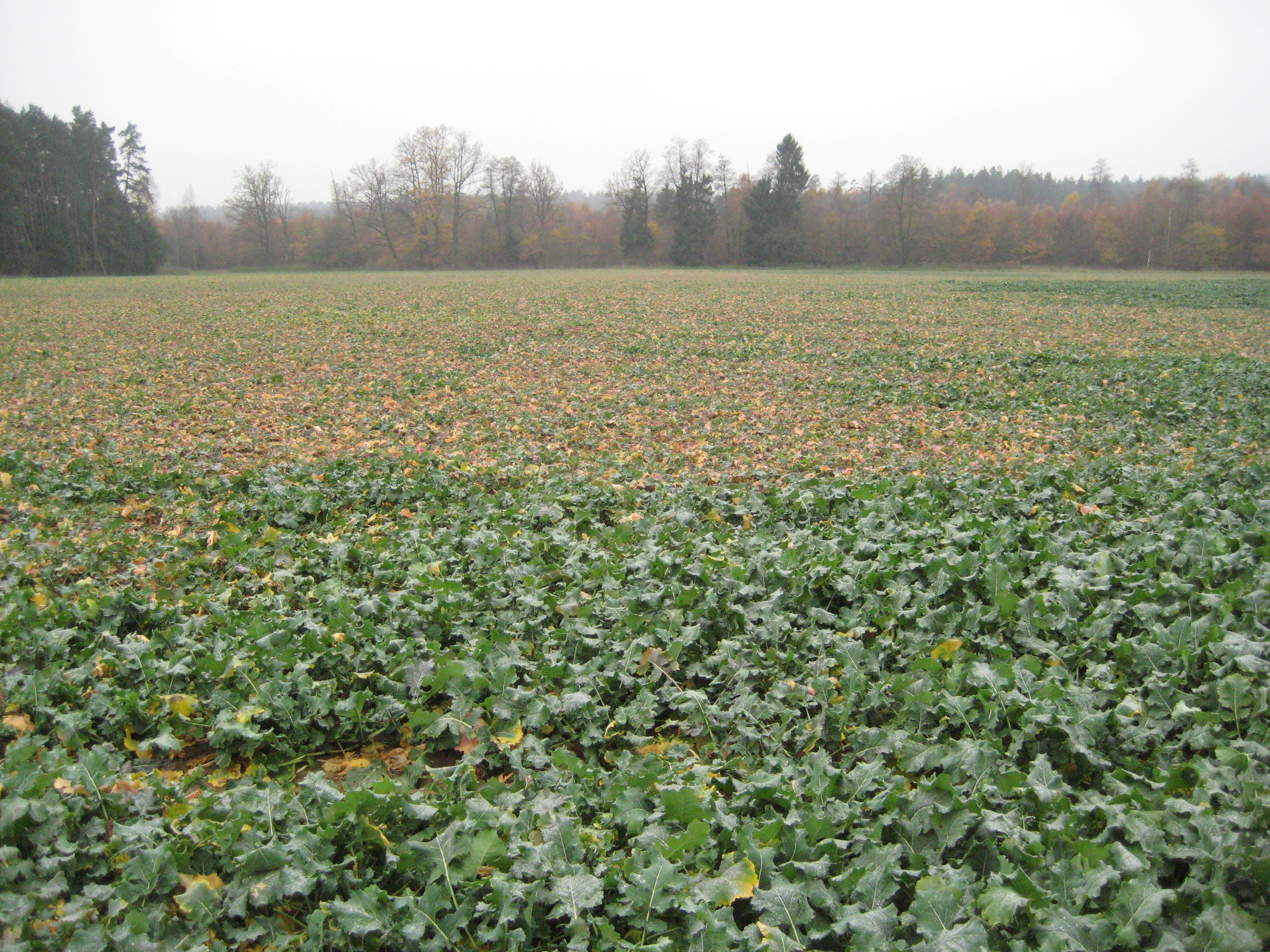 Gefahr aus dem Boden – Kohlhernie | Industrieverband Agrar