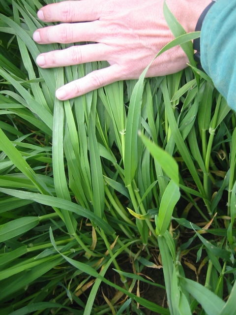 Braugerste: Die Seele des Bieres | Industrieverband Agrar