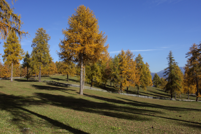 Europäische Lärche zum Baum des Jahres 2012 gekürt | Industrieverband Agrar