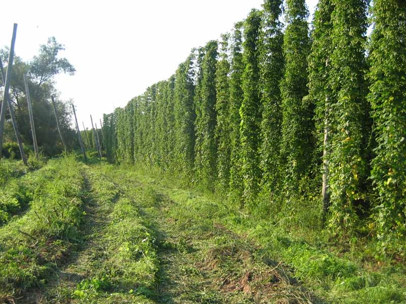 Kein Bier ohne Hopfen und Malz | Industrieverband Agrar