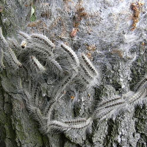 Buche und Fichte erholen sich, die Eichen stehen unter Stress ...