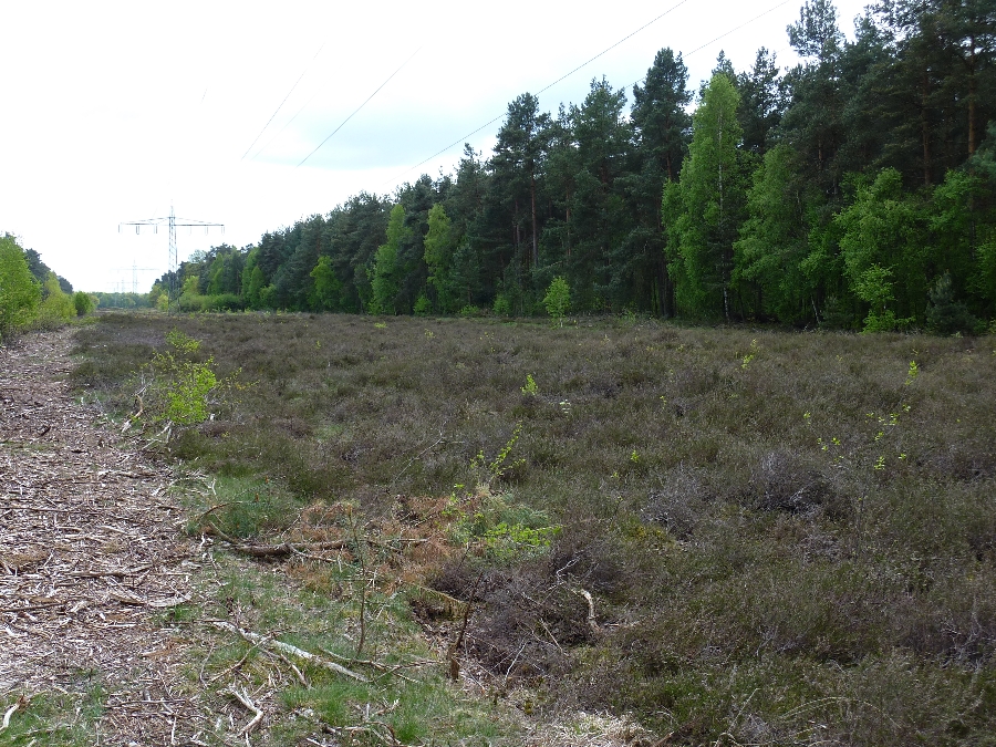 Boden des Jahres 2013: Der Plaggenesch | Industrieverband Agrar