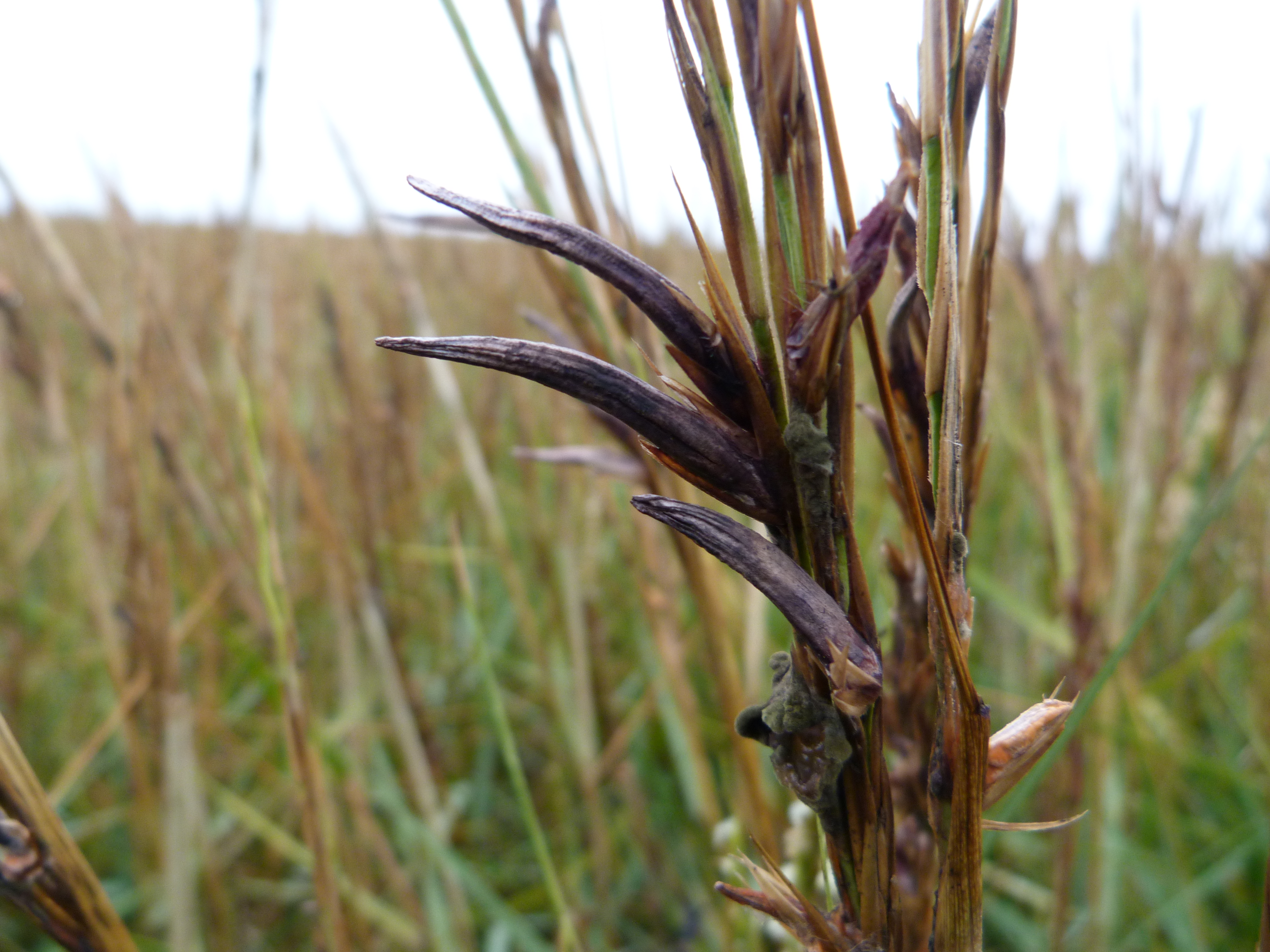 Giftige Pilzkrankheit: Mutterkorn im Schlickgras entdeckt ...