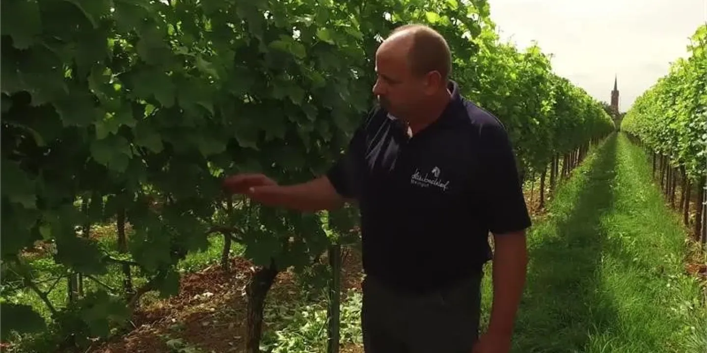 "Winzer in Not: Falscher Mehltau bedroht die Wein-Ernte ...