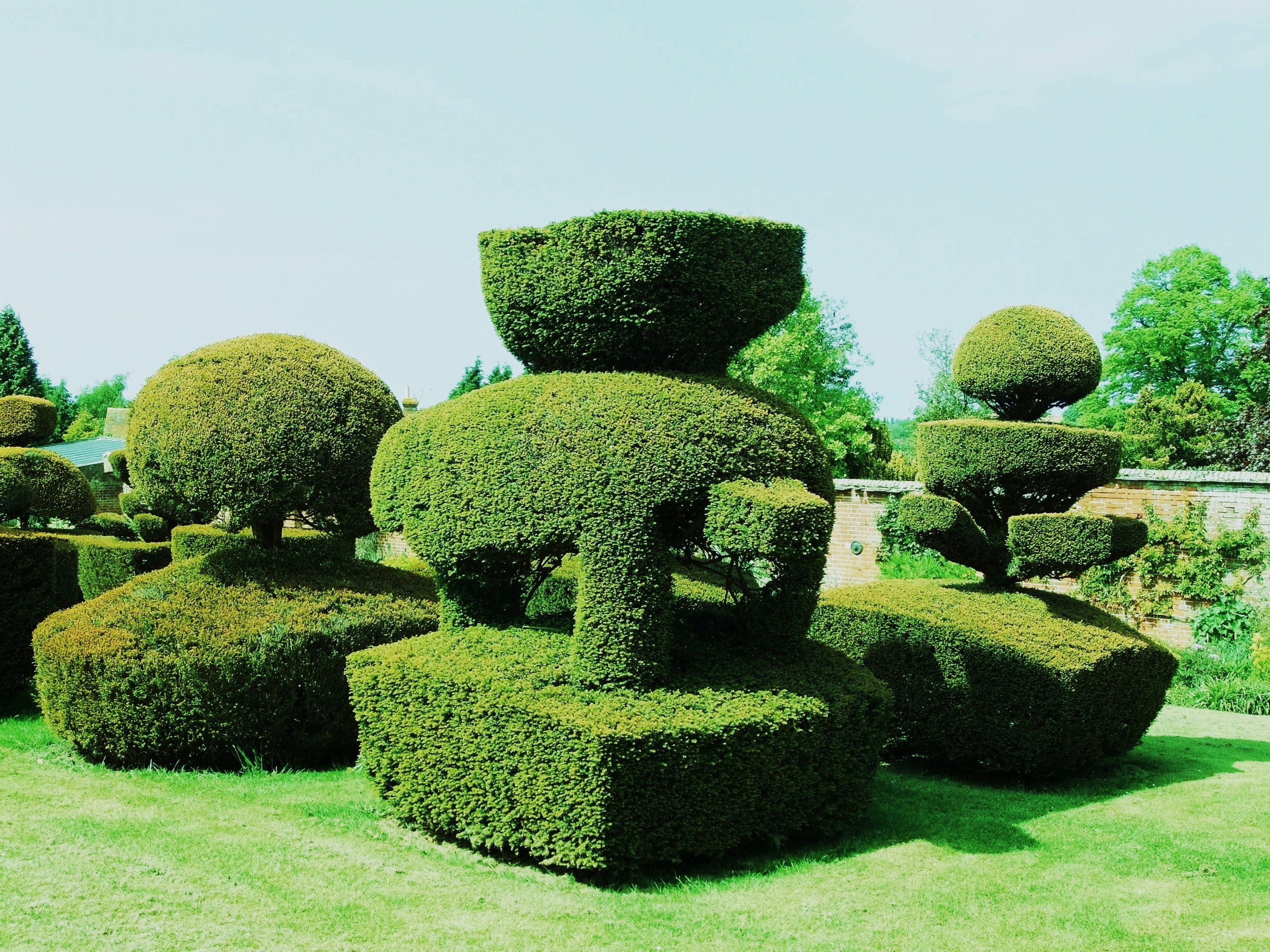 Flöhe saugen an Buchsbäumen | Industrieverband Agrar