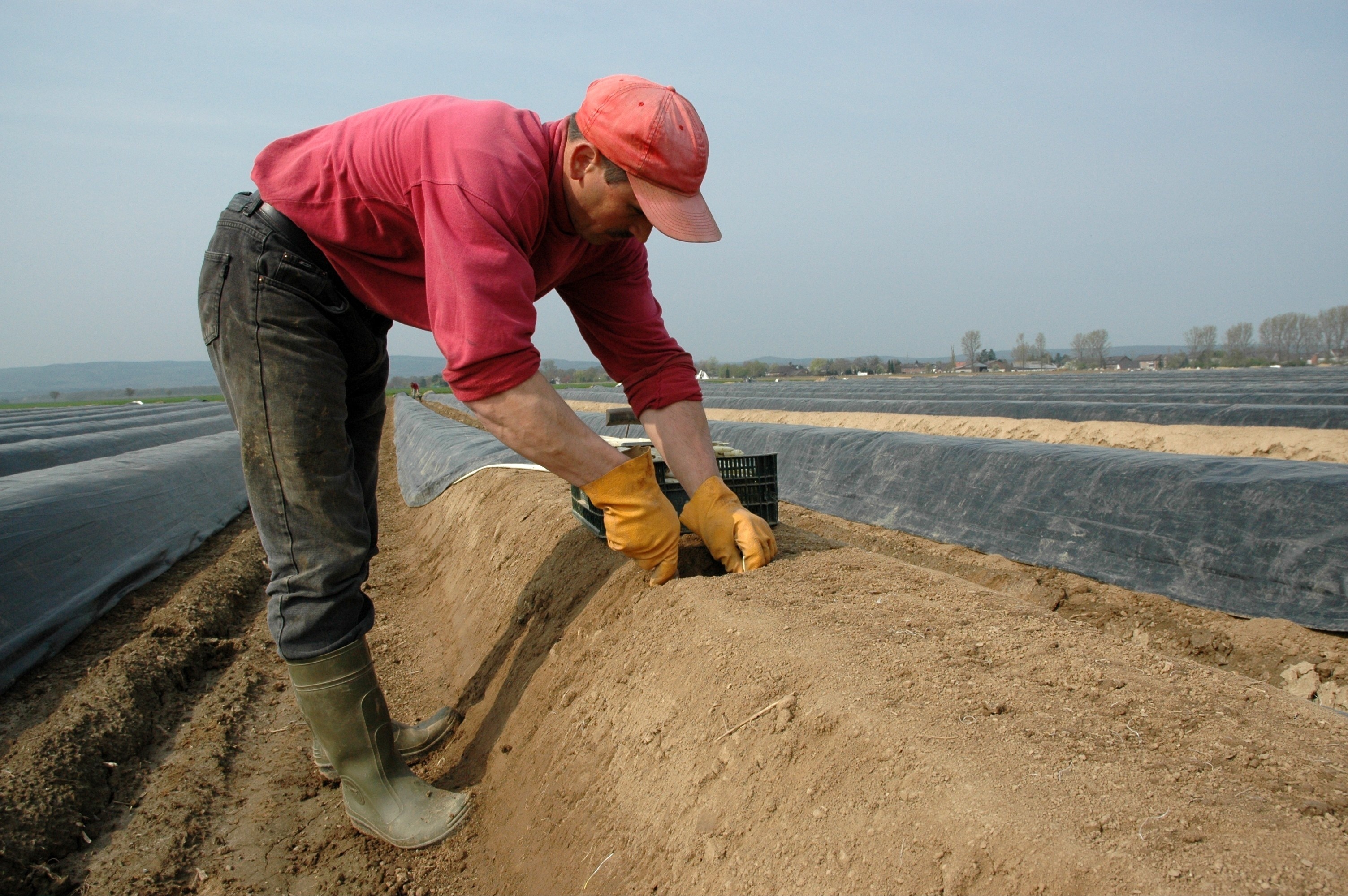 Spargelernte verlängert | Industrieverband Agrar
