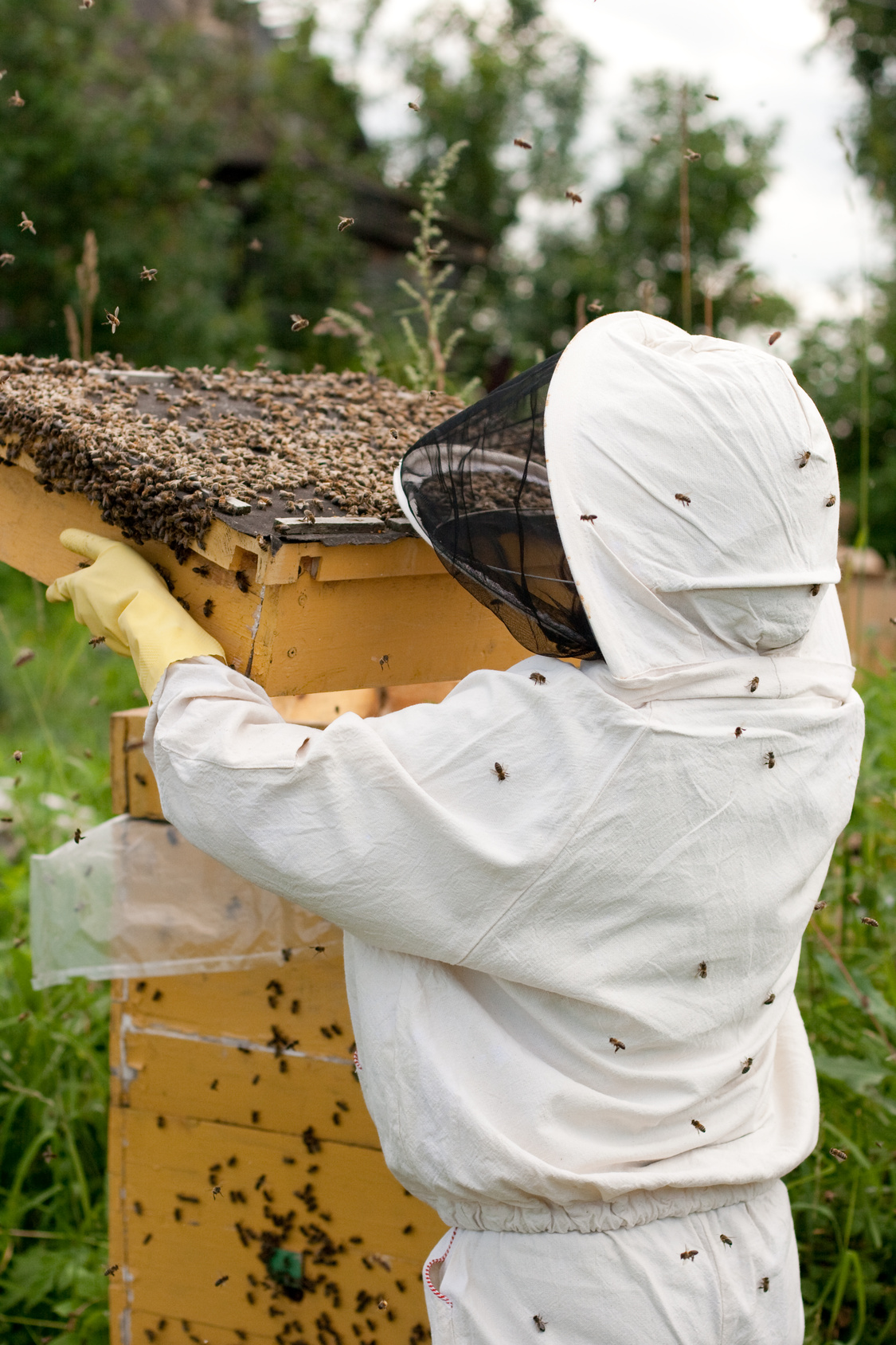 Bienenzucht im Labor – ein Meilenstein für die Bienenforschung ...