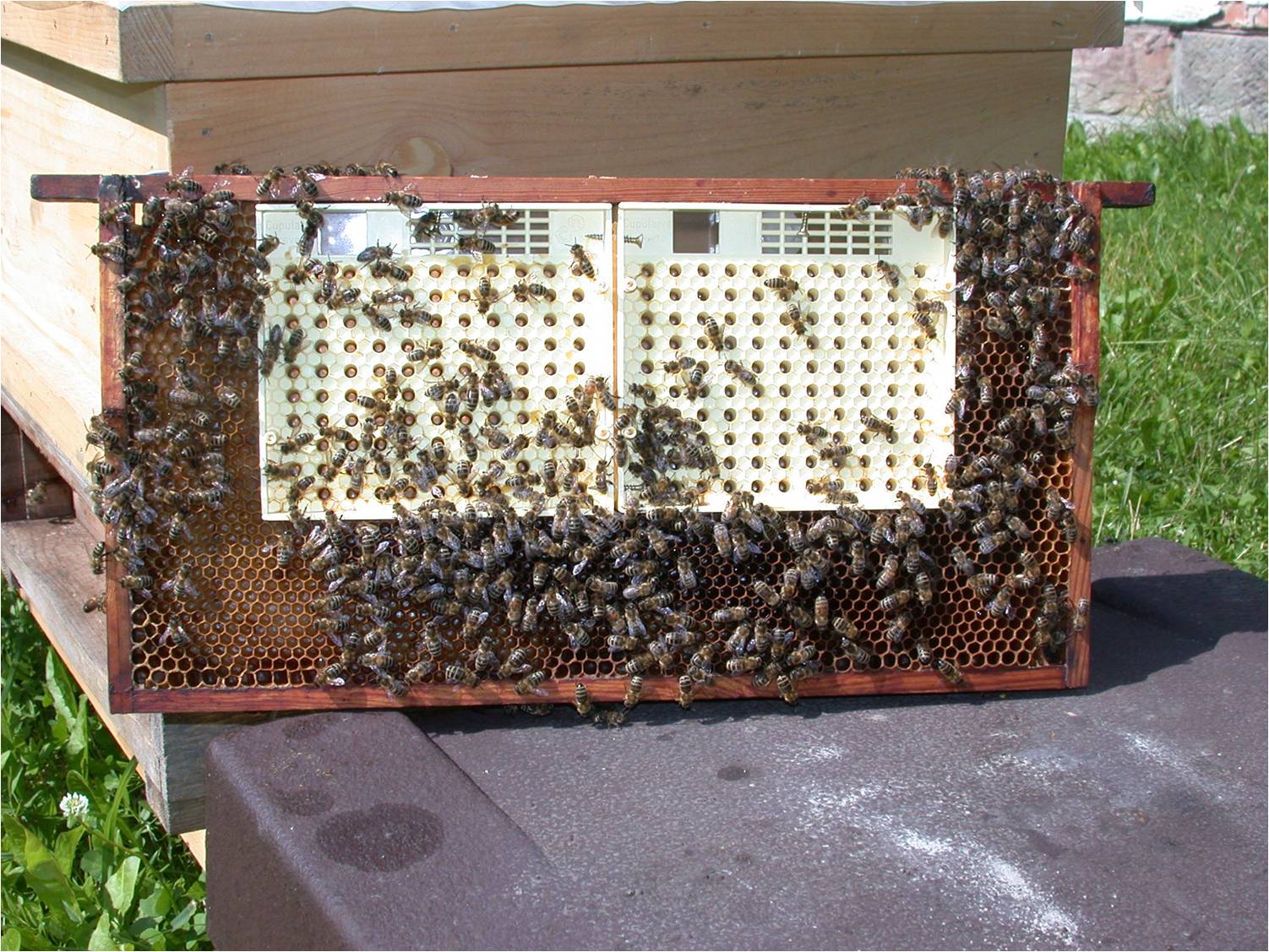 Bienenzucht im Labor – ein Meilenstein für die Bienenforschung ...