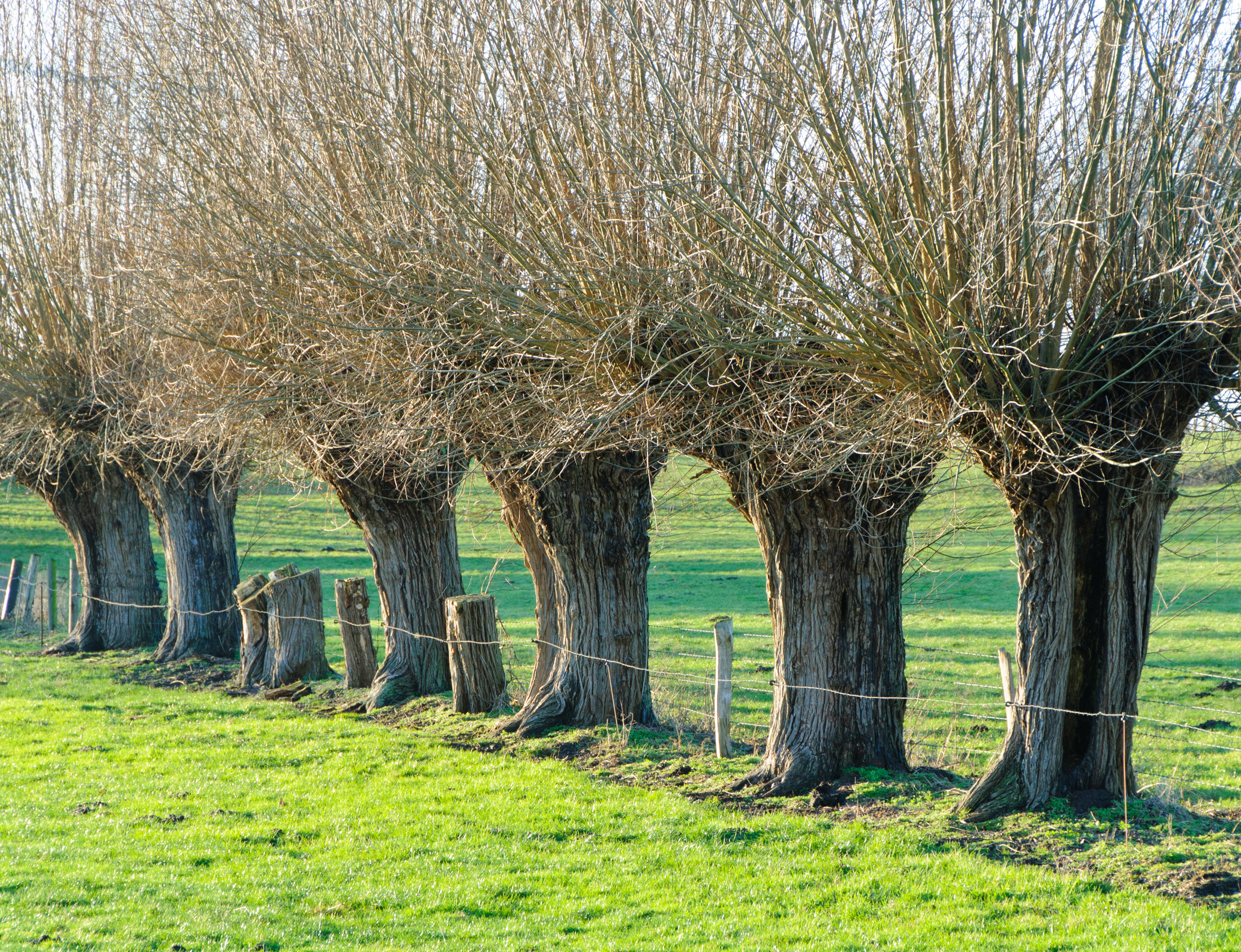 Kopfweiden prägen das Landschaftsbild in vielen Regionen ...