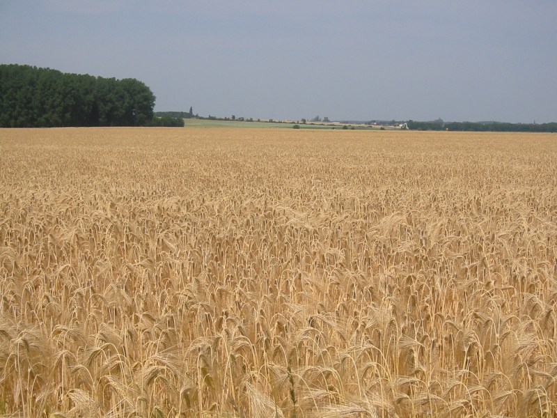 Braugerste: Die Seele des Bieres | Industrieverband Agrar