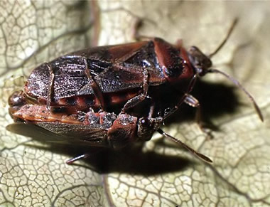 Die Wanzen kommen – oft von weit her | Industrieverband Agrar