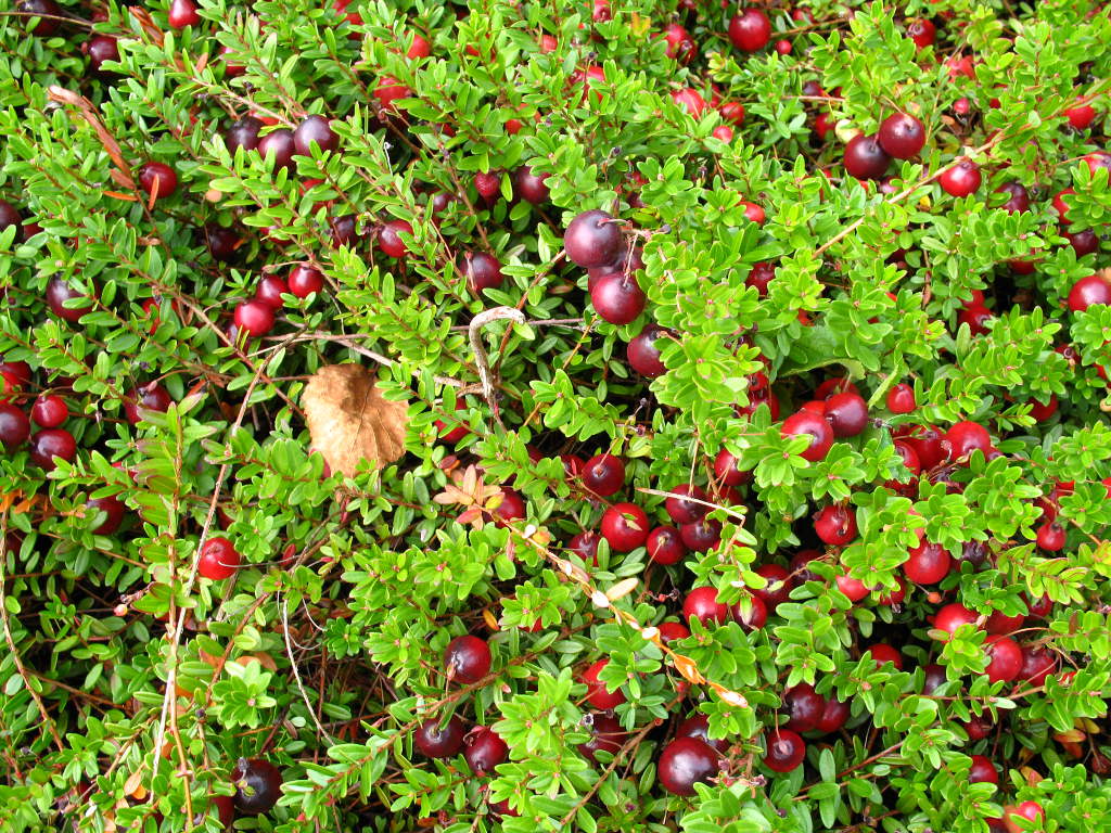 Wissenswertes über Cranberries | Industrieverband Agrar